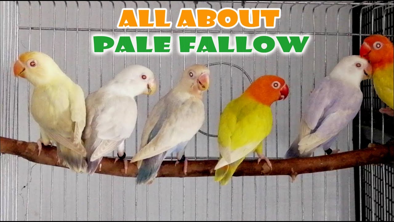 ALL ABOUT PALE FALLOW - YouTube