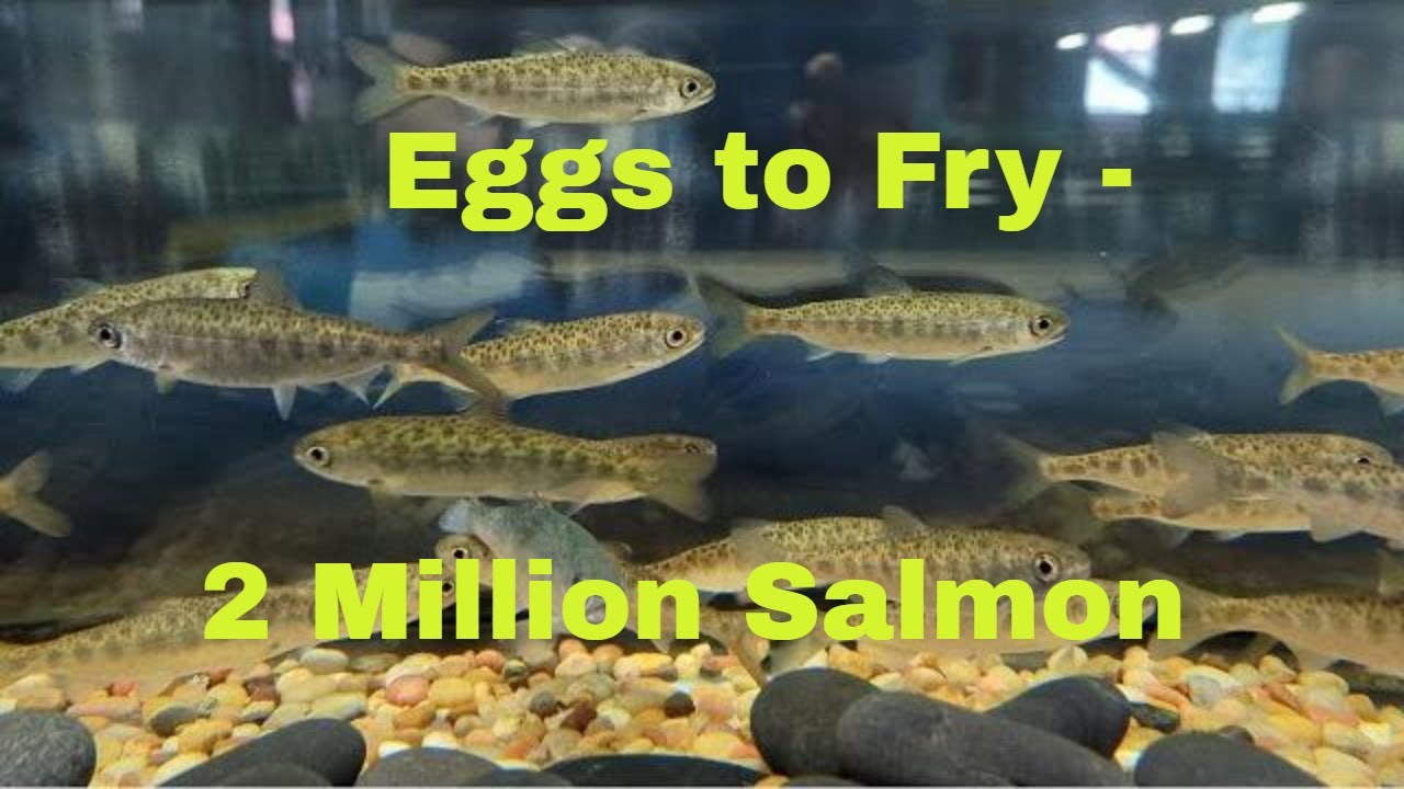 2 Million Salmon - From Egg to Fry: An Inside Look at a Salmon Hatchery ...