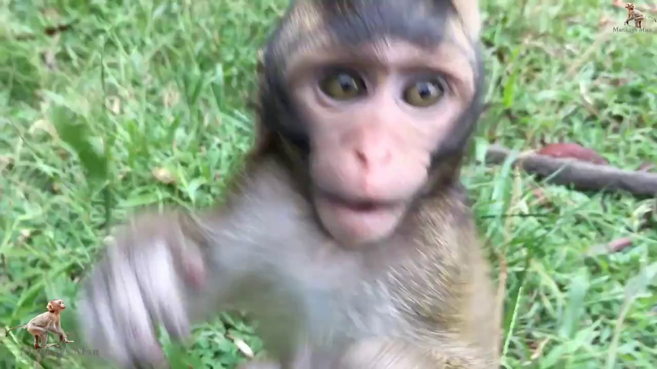 Top 15 Monkeys, Real Monkey's Life Daily Monkeys Man #633 - YouTube