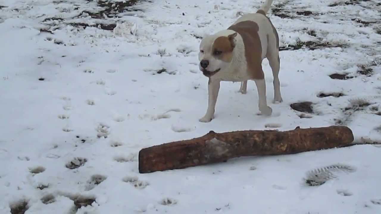 The Mighty Biff 002 - YouTube