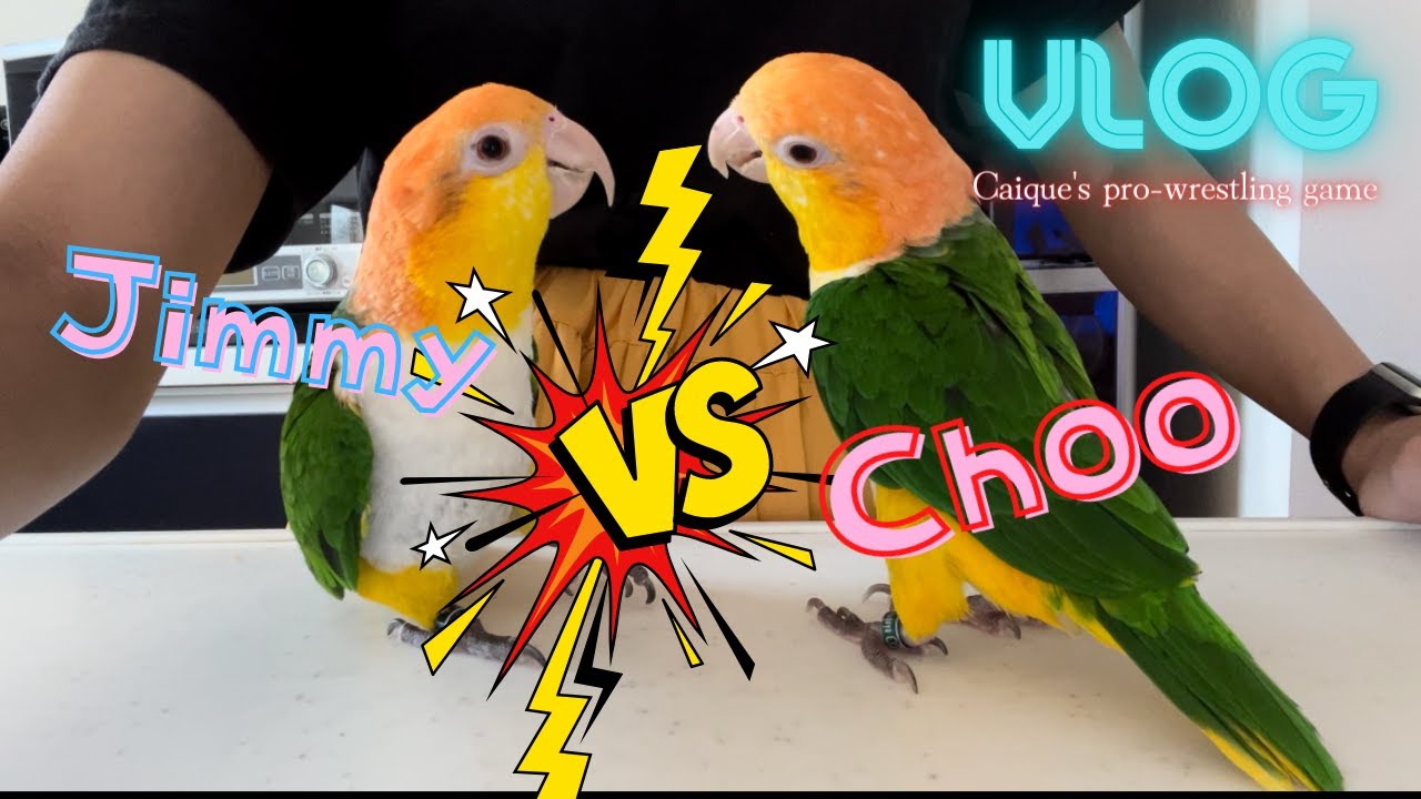 【Vlog】Caique's pro wrestling game / シロハラプロレス - YouTube