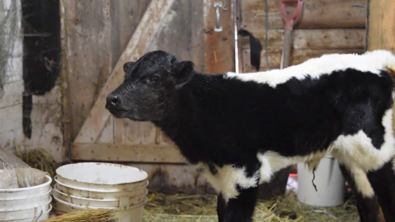 3 Day old Lynch Lineback heifer calf - YouTube