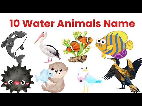 10 Water Animals Name |part 3| Water Animals Name in English and hindi ...