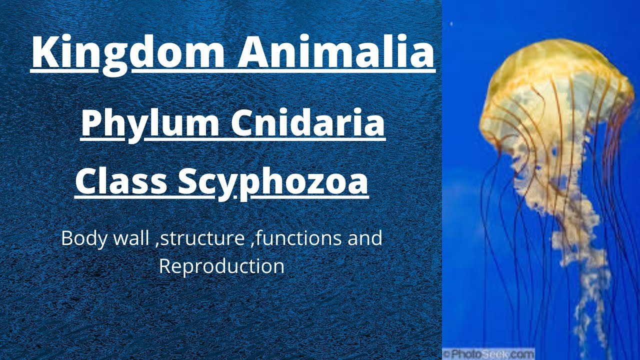 Phylum Cnidaria-Class Scyphozoa. - YouTube