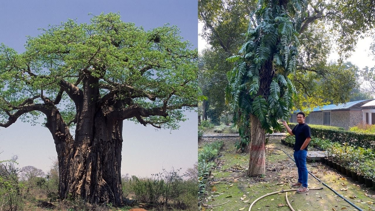 7 Best trees in India | Best trees for balcony. Ghar ke liye sabse ...