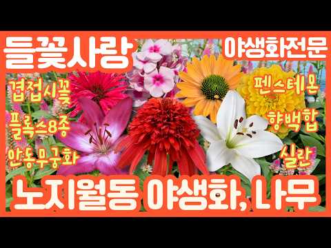 🌸들꽃사랑 7월1일 #분홍펜스테몬 #목백일홍 #신종천인국 #겹접시꽃 #범부채 #분홍터리풀 #실란 #향백합 #벨가못 #겹에키네시아 #원추리 #신닌기아 #글록시니아 #garden