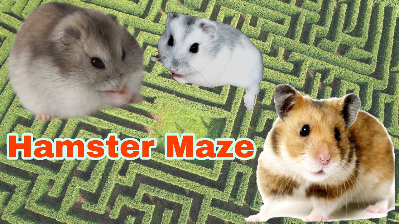 Hamster Fun Amusement Park. DIY Cardboard Maze! 5 Minute Challenge ...