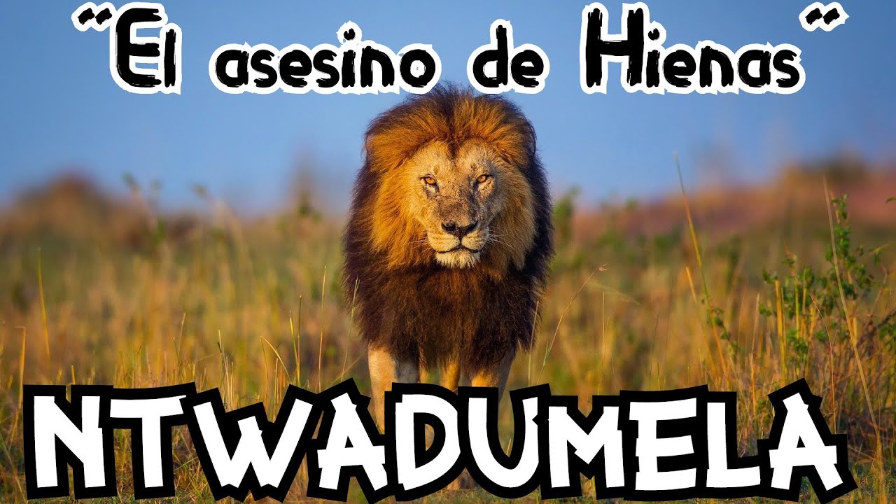 Ntwadumela | Este es el LEÓN más TEMIDO por las HIENAS - YouTube
