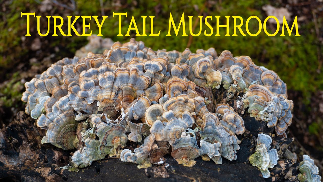 Foraging wild Turkey Tail mushrooms: Turkey Tail Tea preparation over a ...