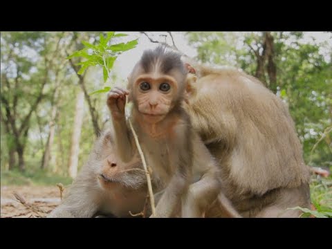 Monkey impressive Gestures 1 2 3 - YouTube