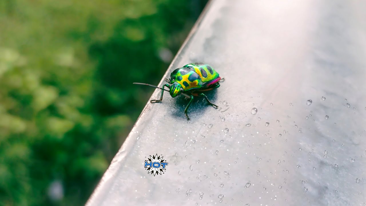 Discover the Shimmering World of Jewel Bugs: Nature's Living Gemstones ...
