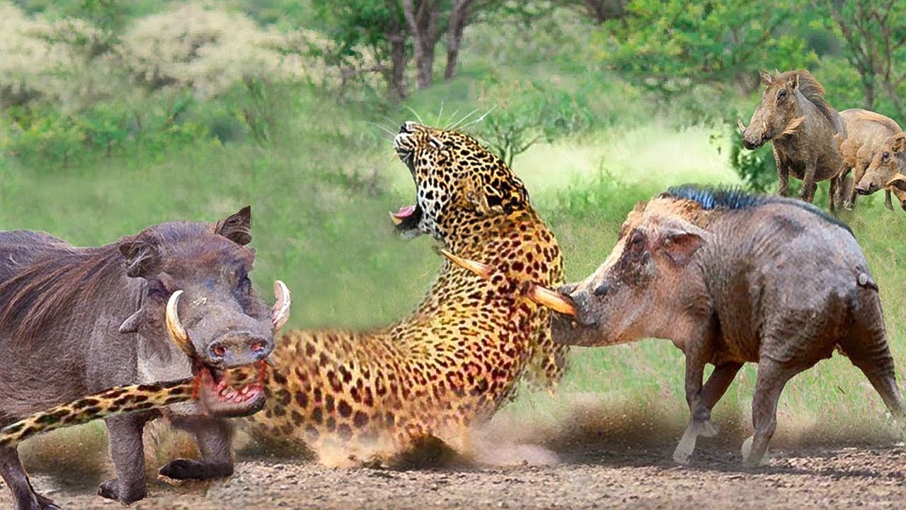 Leopards Fall Victim To Humiliating Defeat By Terrible Power Of Warthog ...