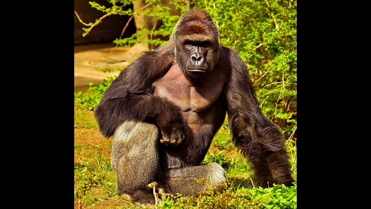 The Sad Harambe Story - YouTube