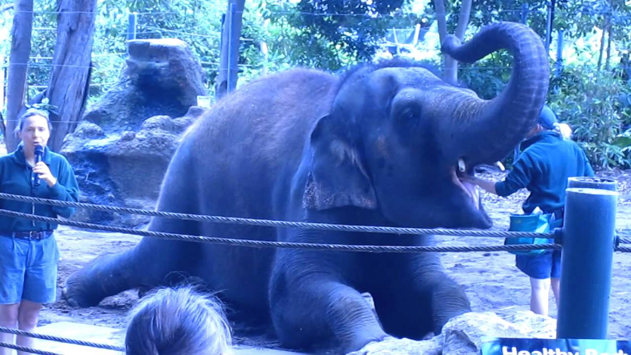 Elephant Crawling - YouTube