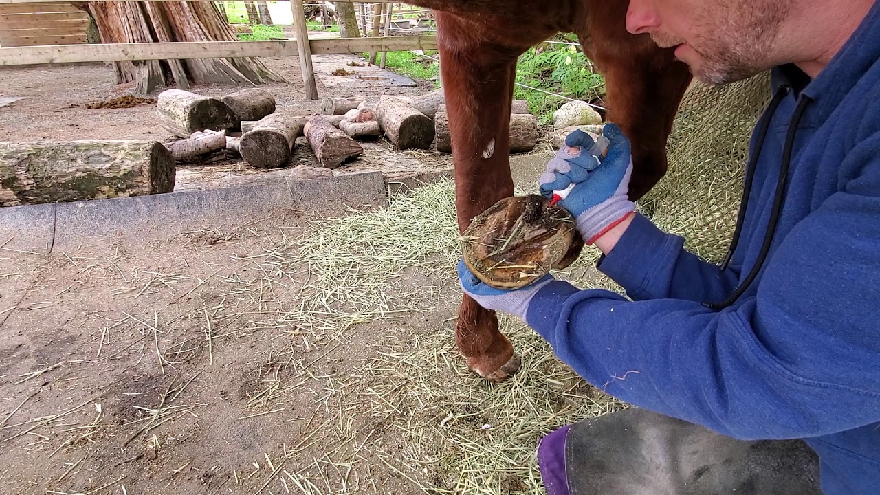 Dealing With Deep Long Term Thrush In Horse Hooves - YouTube