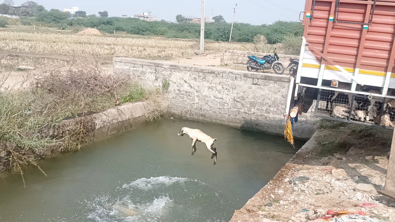 sheep kids swimming into the water-sheeps jumping into the water-sheep ...
