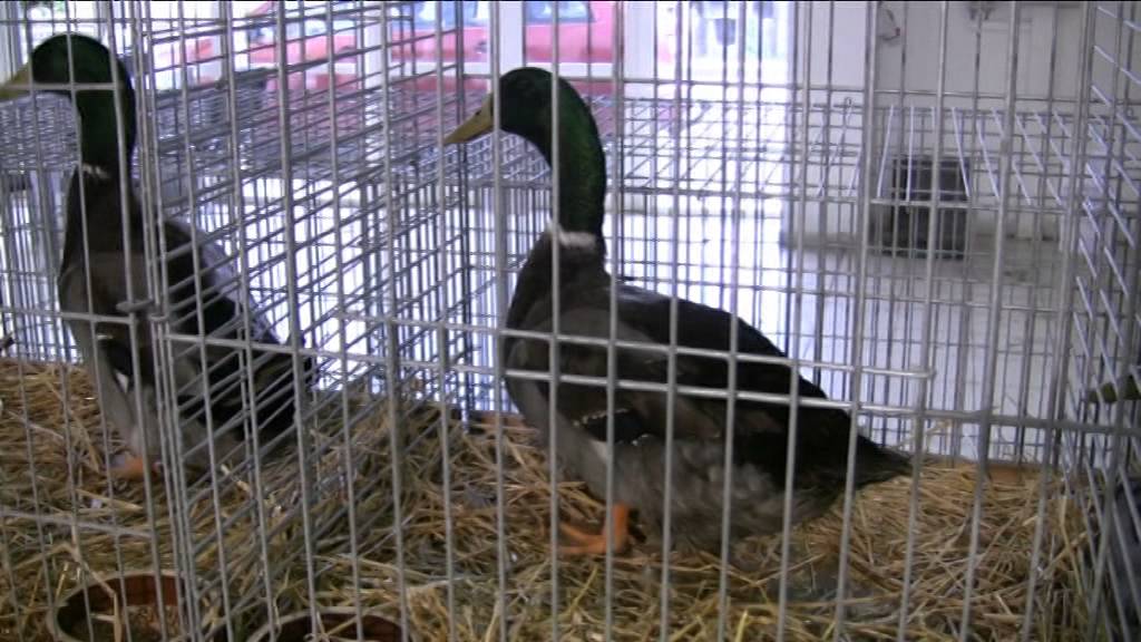 Kachna ruánská - YouTube