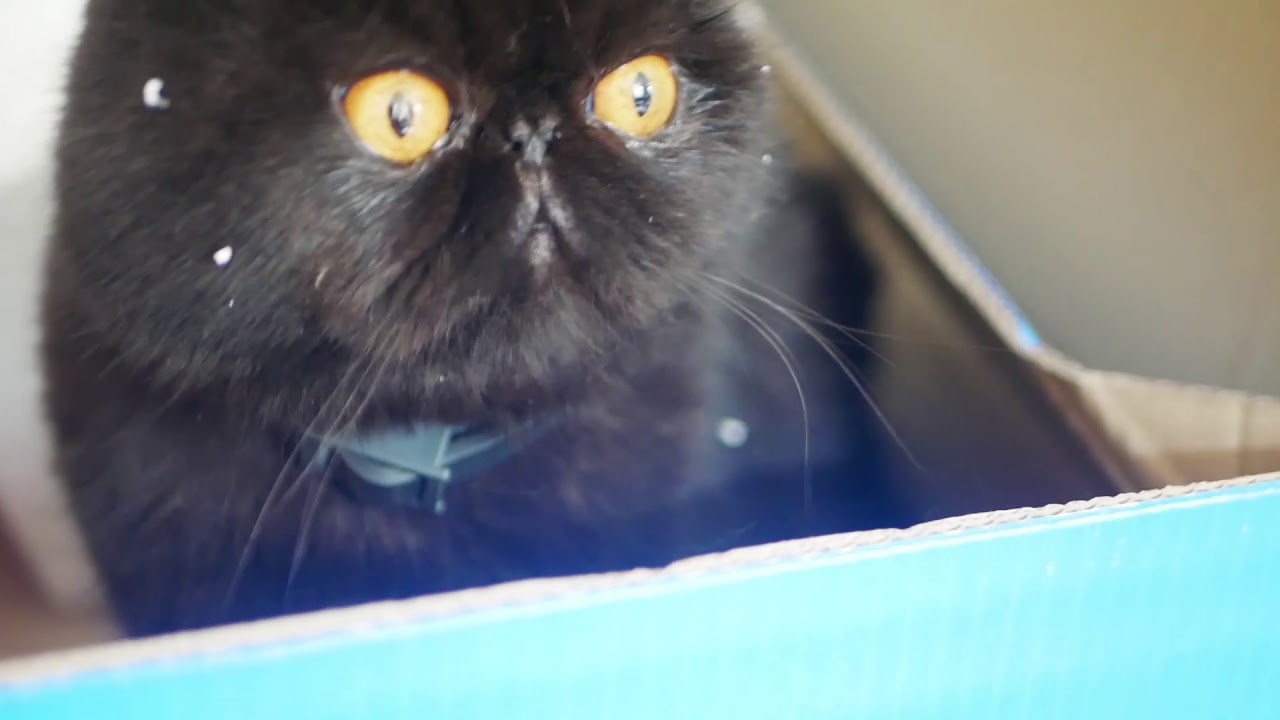 Cat Goes Crazy For Styrofoam - YouTube