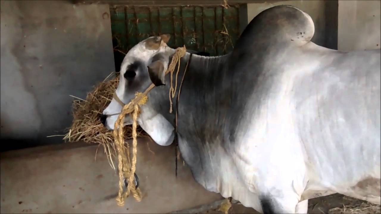Ongole bull at cvr natural farms. http://cvrfarms.com/ - YouTube