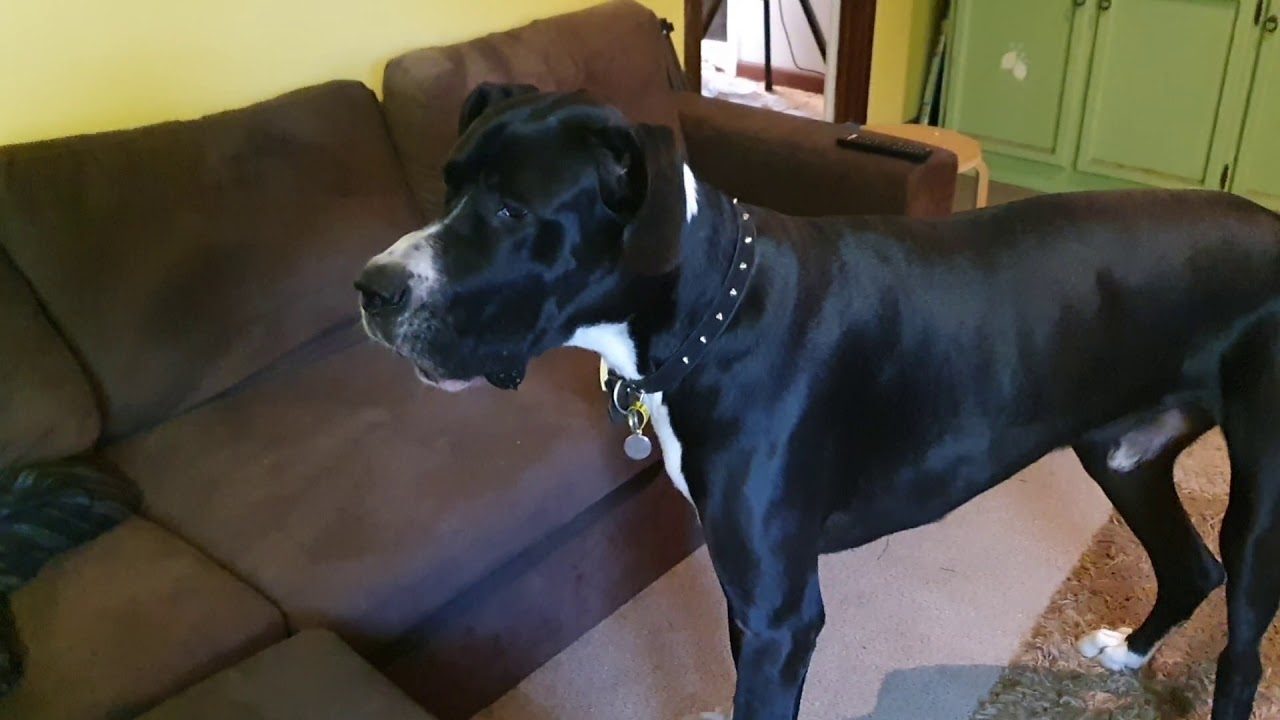 great dane scared of jumper - YouTube