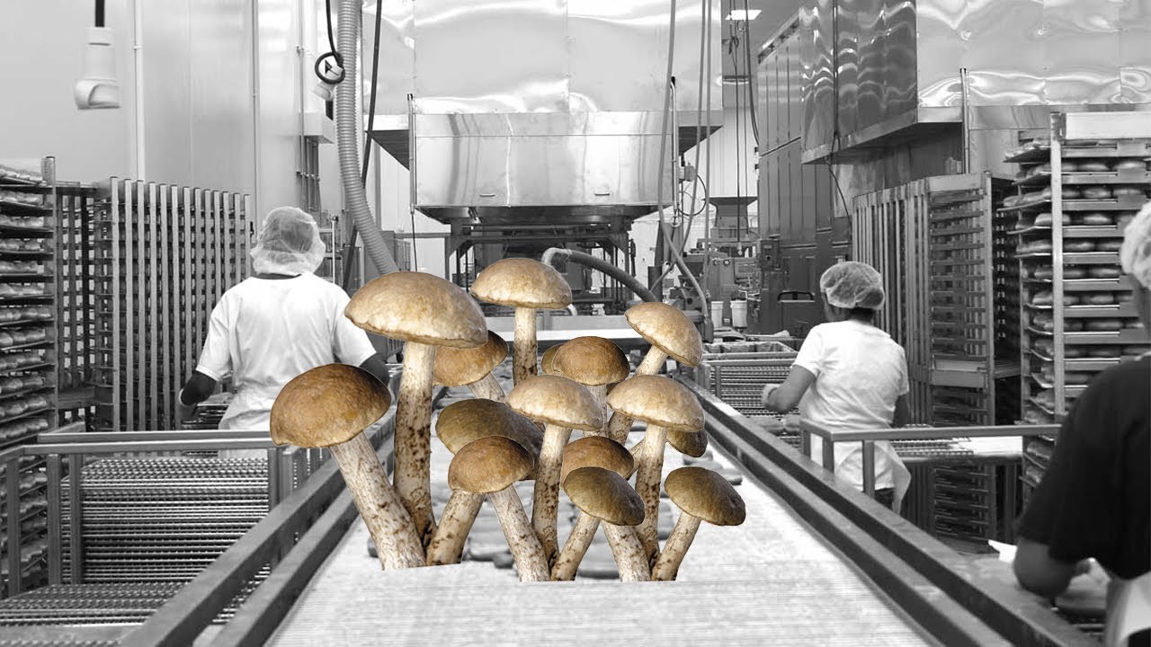 Shrooms for The First Day at Work - YouTube