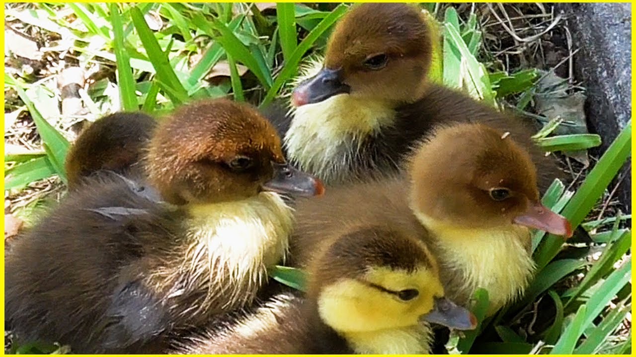 One Day Old Ducklings & The Be Right Back Duck (Muscovy Ducks) - YouTube