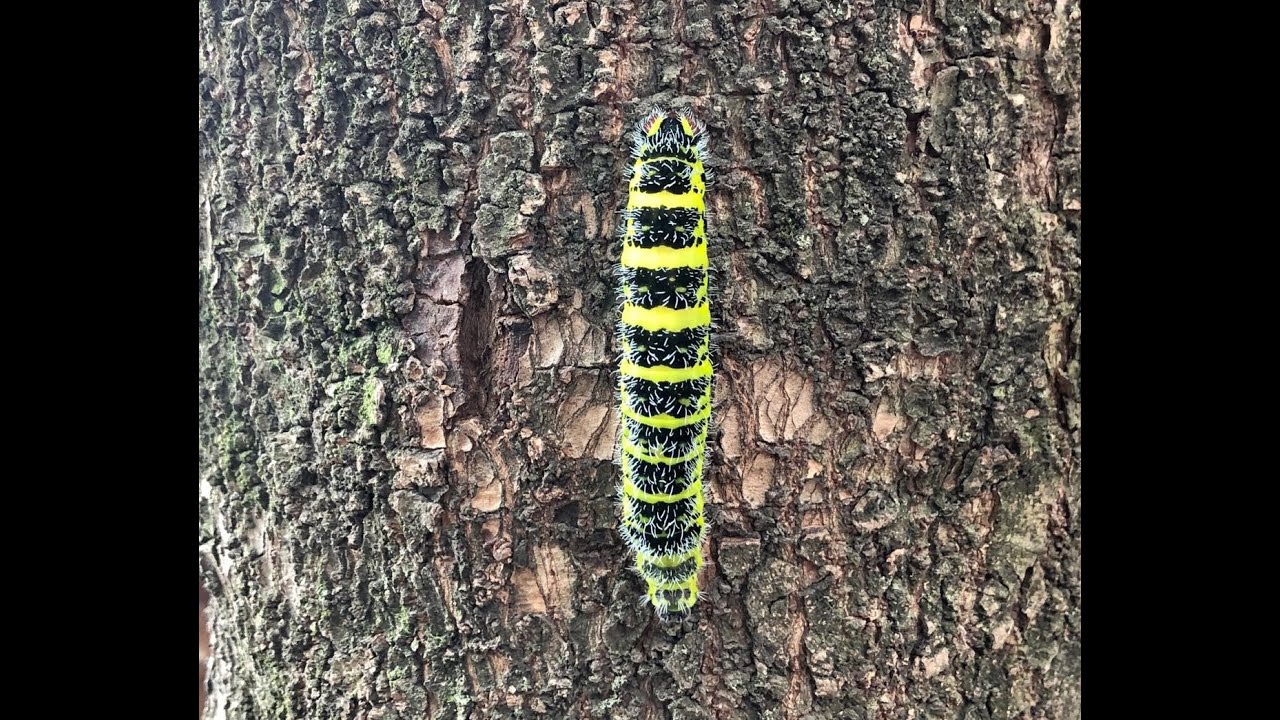 Azotadores o aguates de Tlaxcala - YouTube