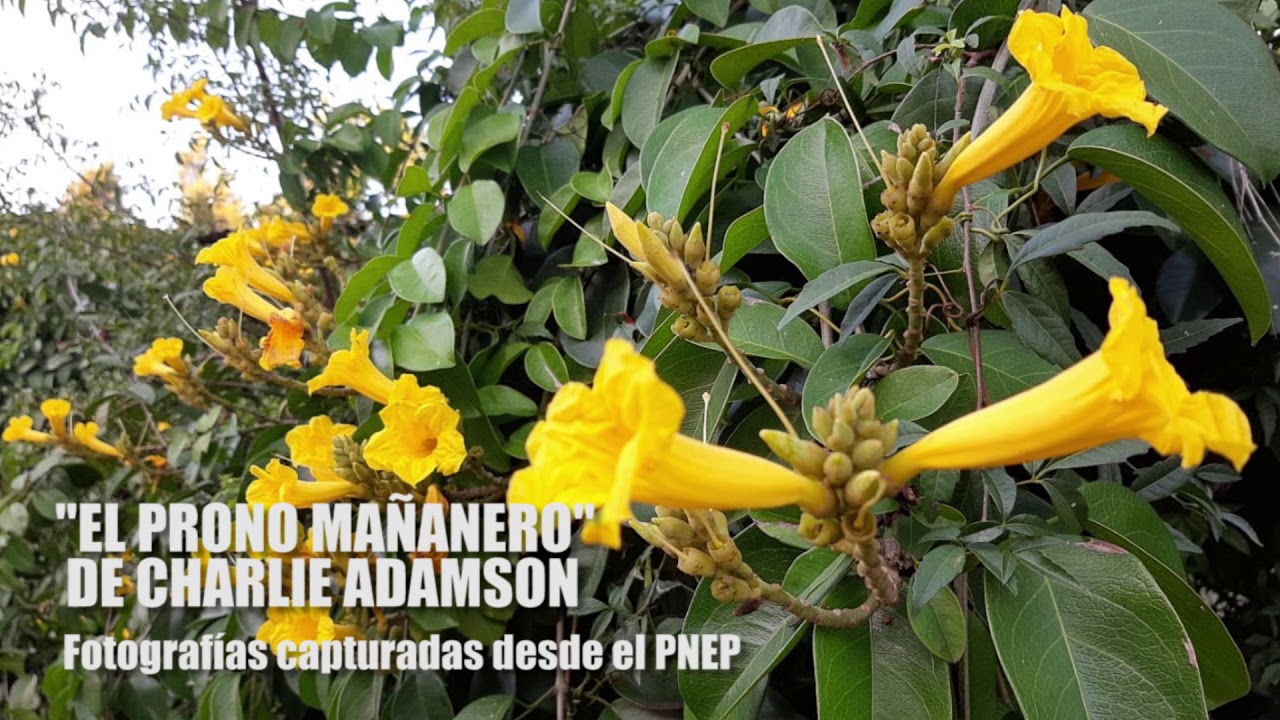 "Prono mañanero" de Charlie Adamson. 13 de enero 2021 - YouTube