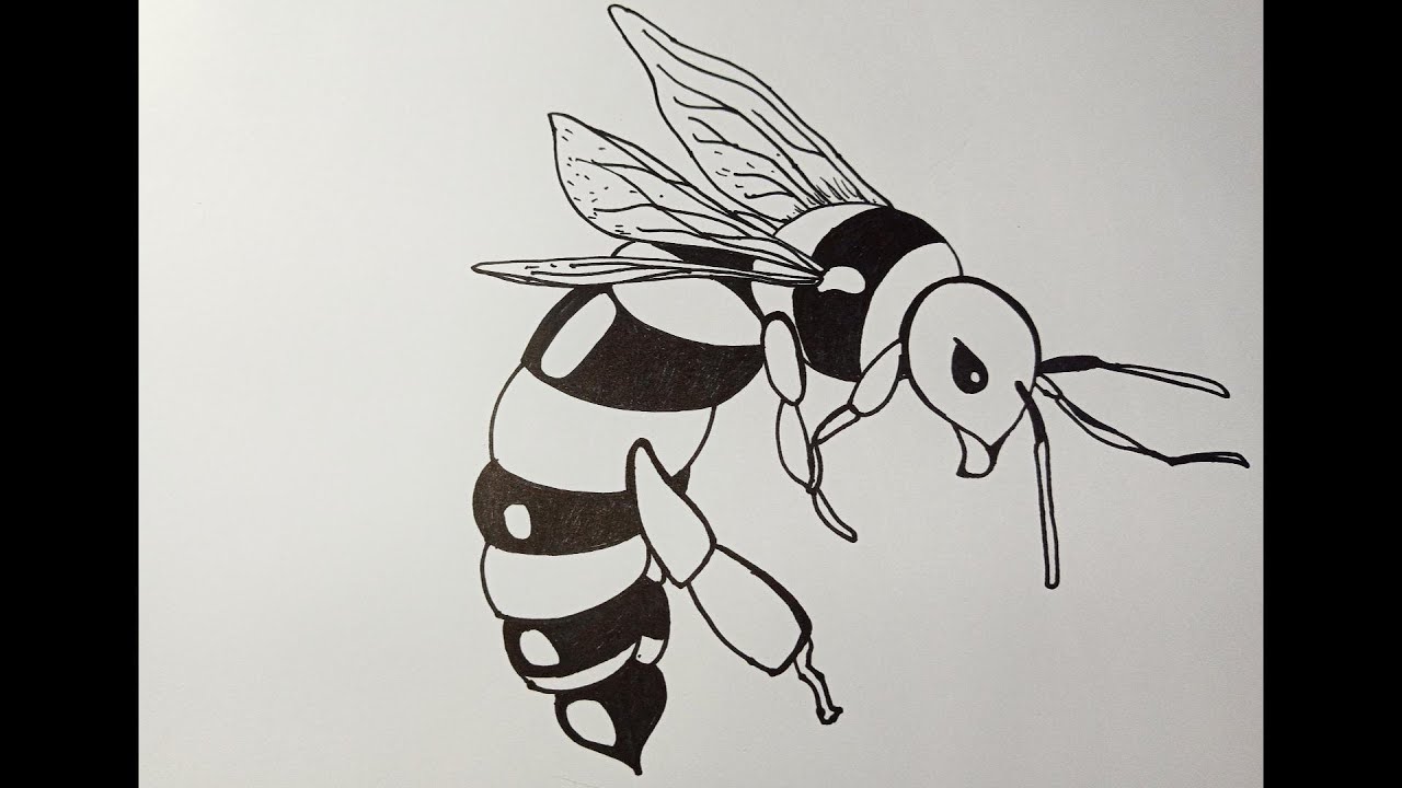 How to draw a Bee. Easy Bee Drawing tutorial. - YouTube
