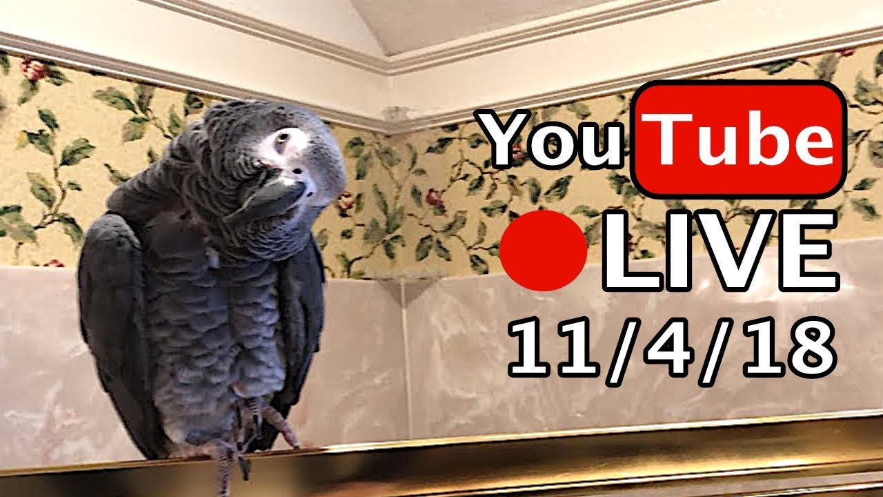 🔴🐦Einstein Parrot LIVE! 11/4/18 Being a Stinker! - YouTube