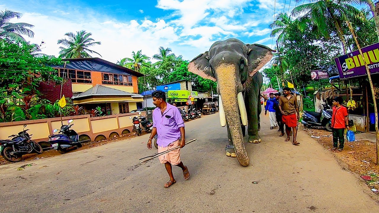 Chirakkara Sreeram Elephant Mass Stylish Walking in Kerala Perunnal ...