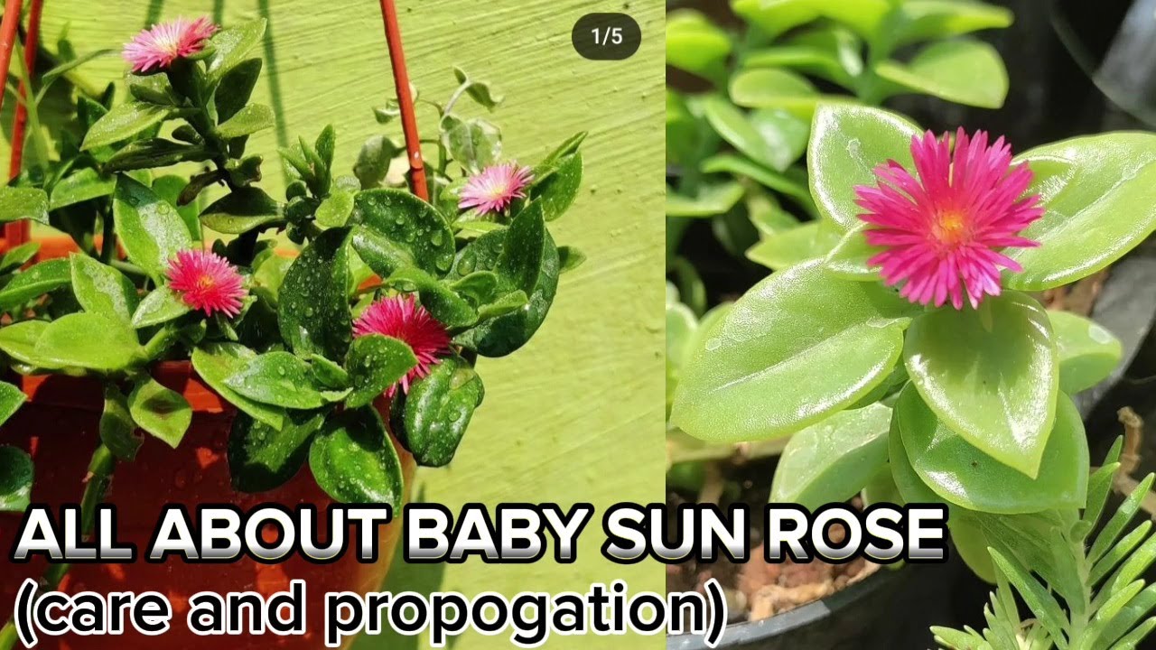 ALL ABOUT BABY SUN ROSE PLANTS🌺 | Best succulents plants for beginners ...