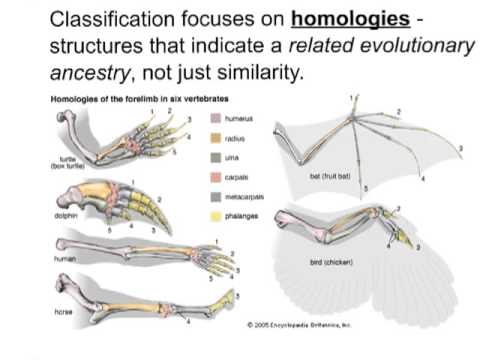 Bio 2.3 Homologies - YouTube