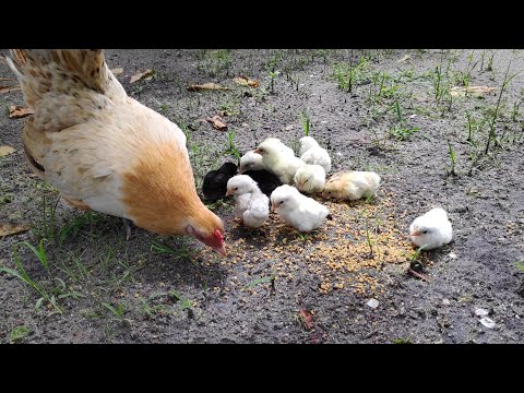 mothers hen call her baby chicks to eat-  chicken sound