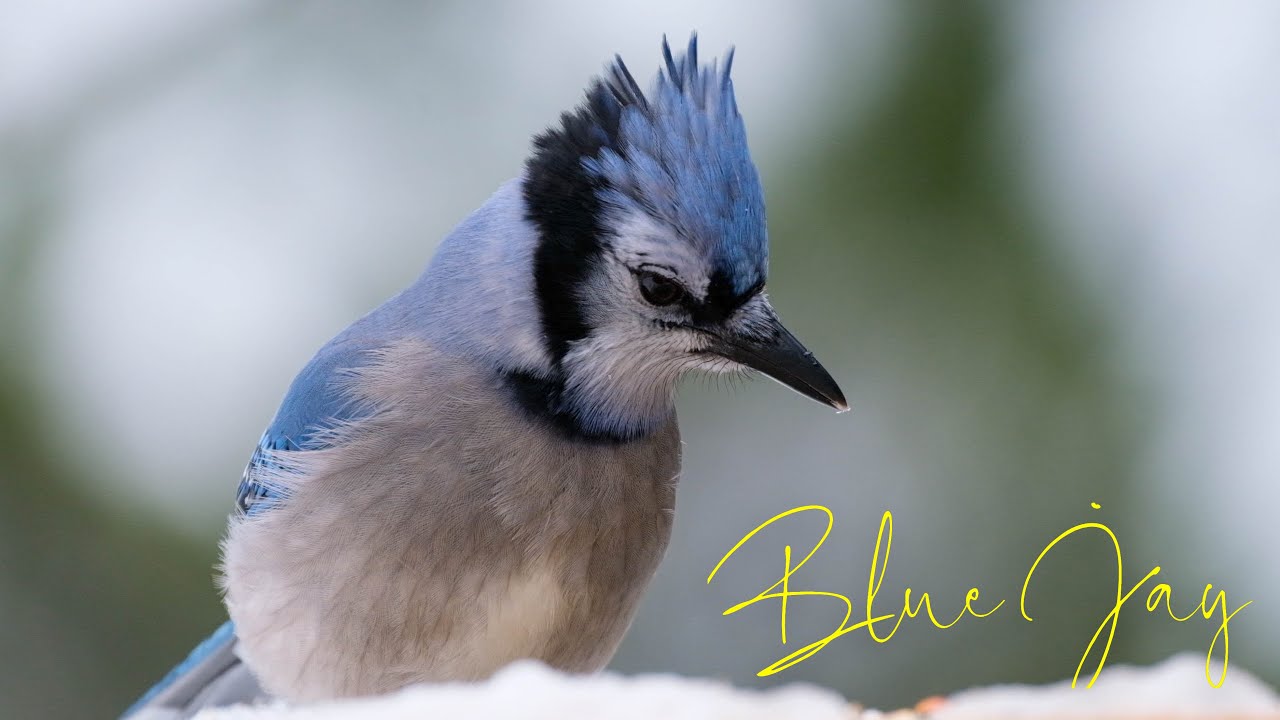 Blue jay feeding on sunflower seeds - YouTube