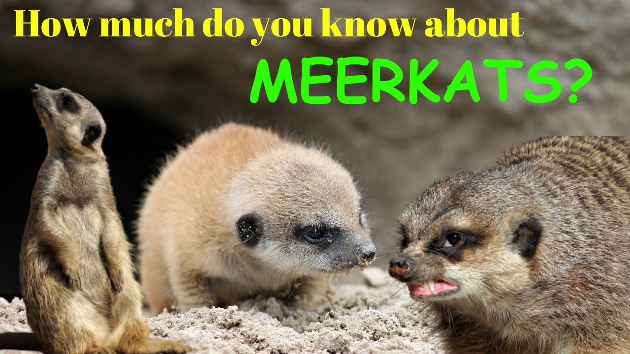 12 Amazing And Interesting Facts About Meerkats YouTube 12-amazing-and-interesting-facts-about-meerkats-youtube