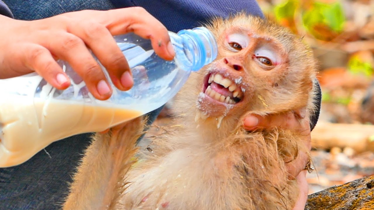 Update ! The Beloved Monkey MOKA very happy to gets soy milk - Cos she ...