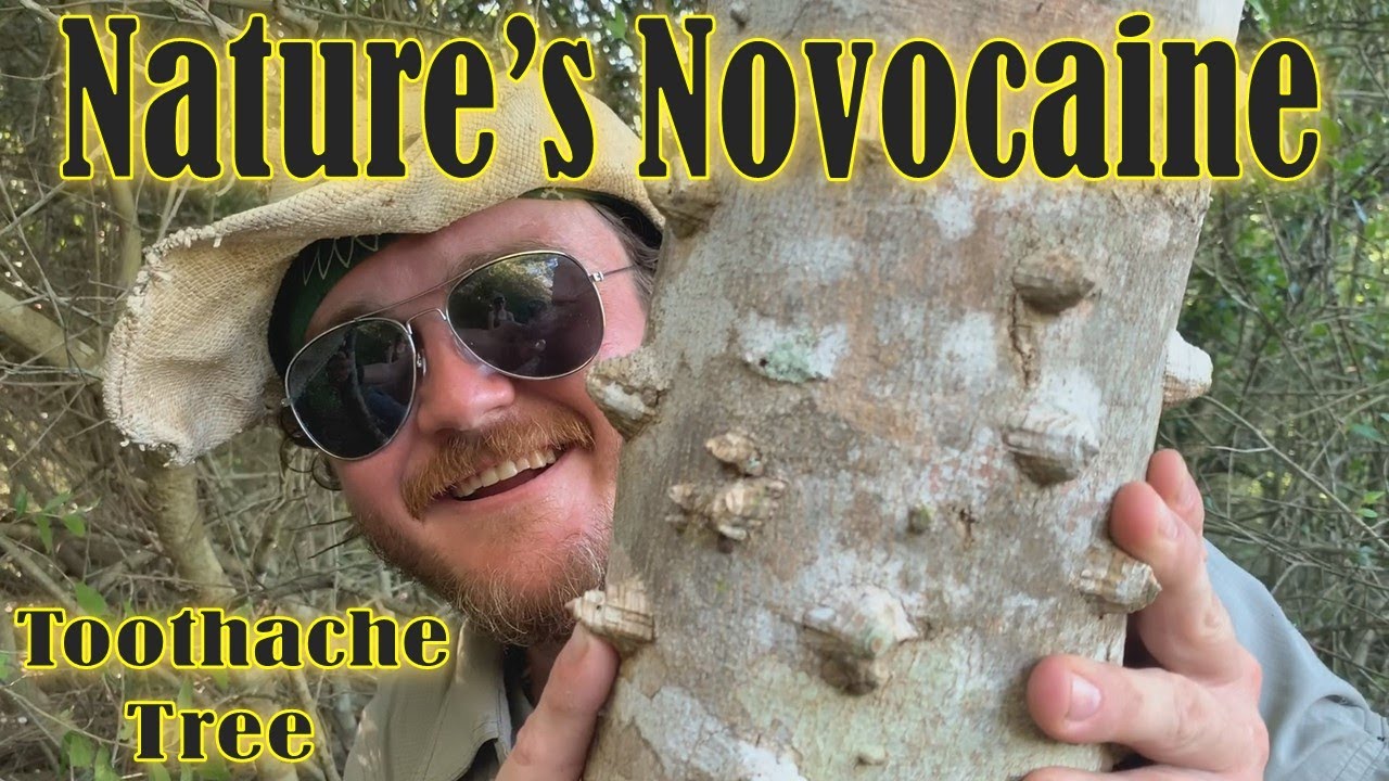 Nature's Novocaine -Toothache Tree- - YouTube