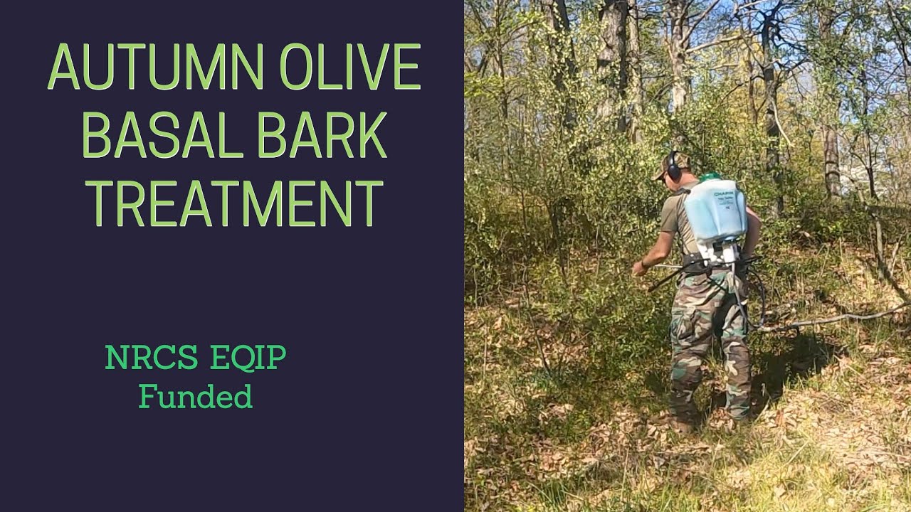 #146 Basal Bark for Autumn Olive Control Using Triclopyr, Diesel and a ...