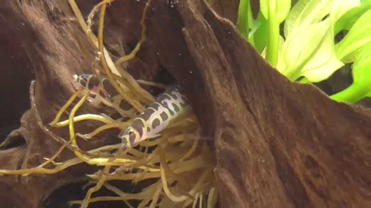 Acanthophthalmus Pangio myersi #12 (Cierniooczek Myersa, Piskorek, Myer ...