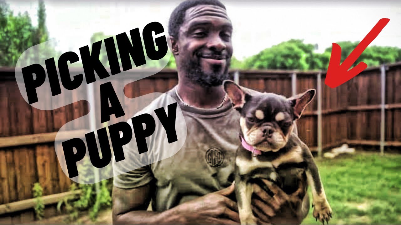 Did You Pick The Right Puppy? HOW To Pick A Puppy - YouTube