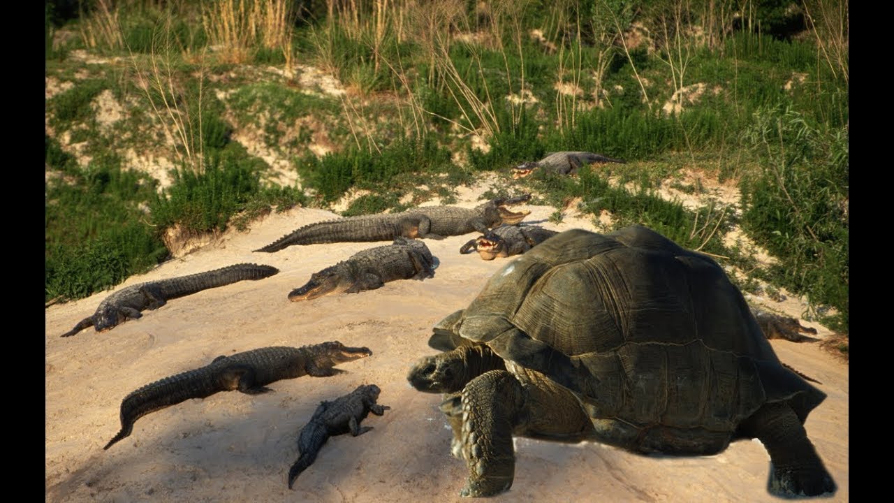 MONSTER TURTLE ATTACKS BIG ALLIGATOR - The Alligator Snapping Turtle ...