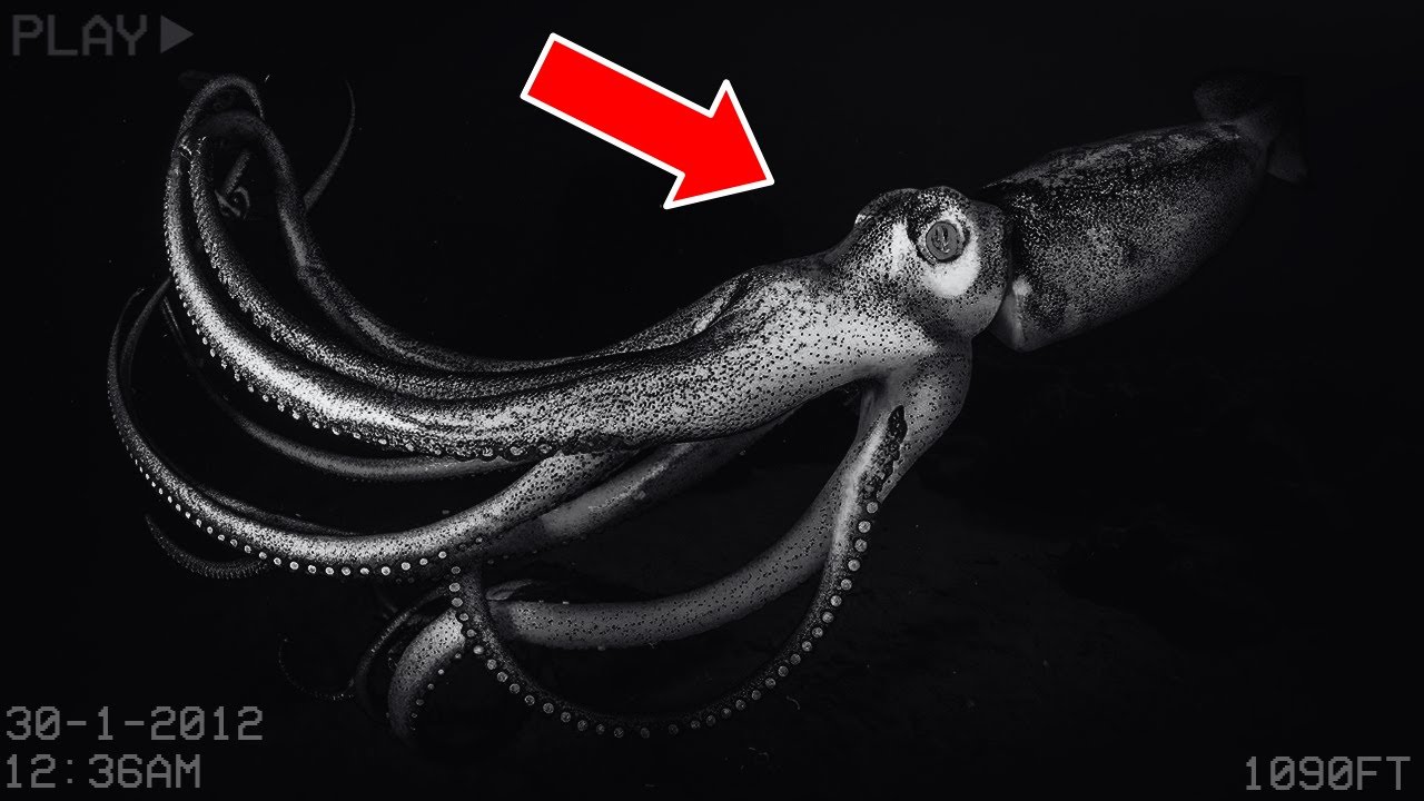 Giant Squid Uncovered: The Ocean’s Most Elusive Monster! Deep Sea ...
