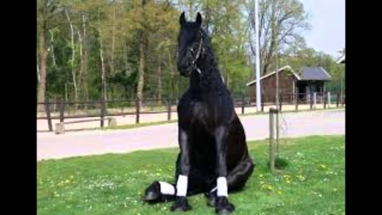 caballos frisones - YouTube