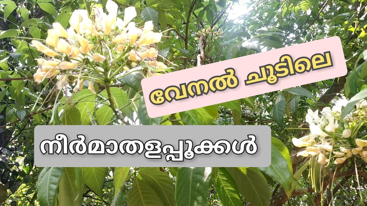 നീർമാതളം #neermathalam | Crateva religiosa | Varuna - YouTube