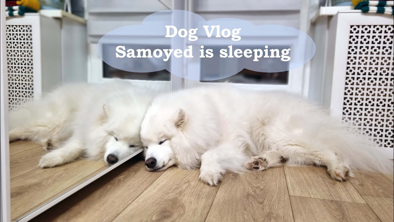 Dog Vlog | Samoyed is sleeping 😴☁️ Relaxing | Самоедская собака - YouTube