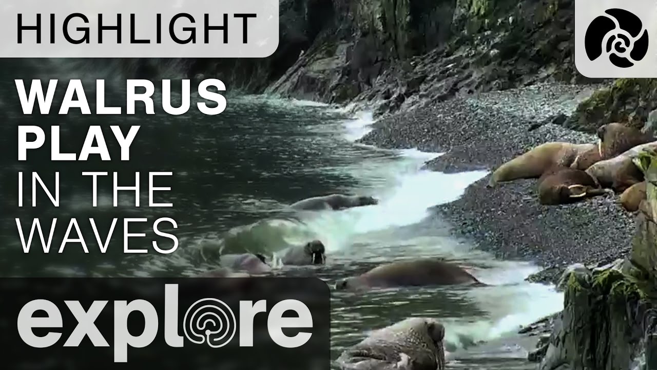 Walrus Play in the Waves - Round Island Walrus - Live Cam Highlight ...