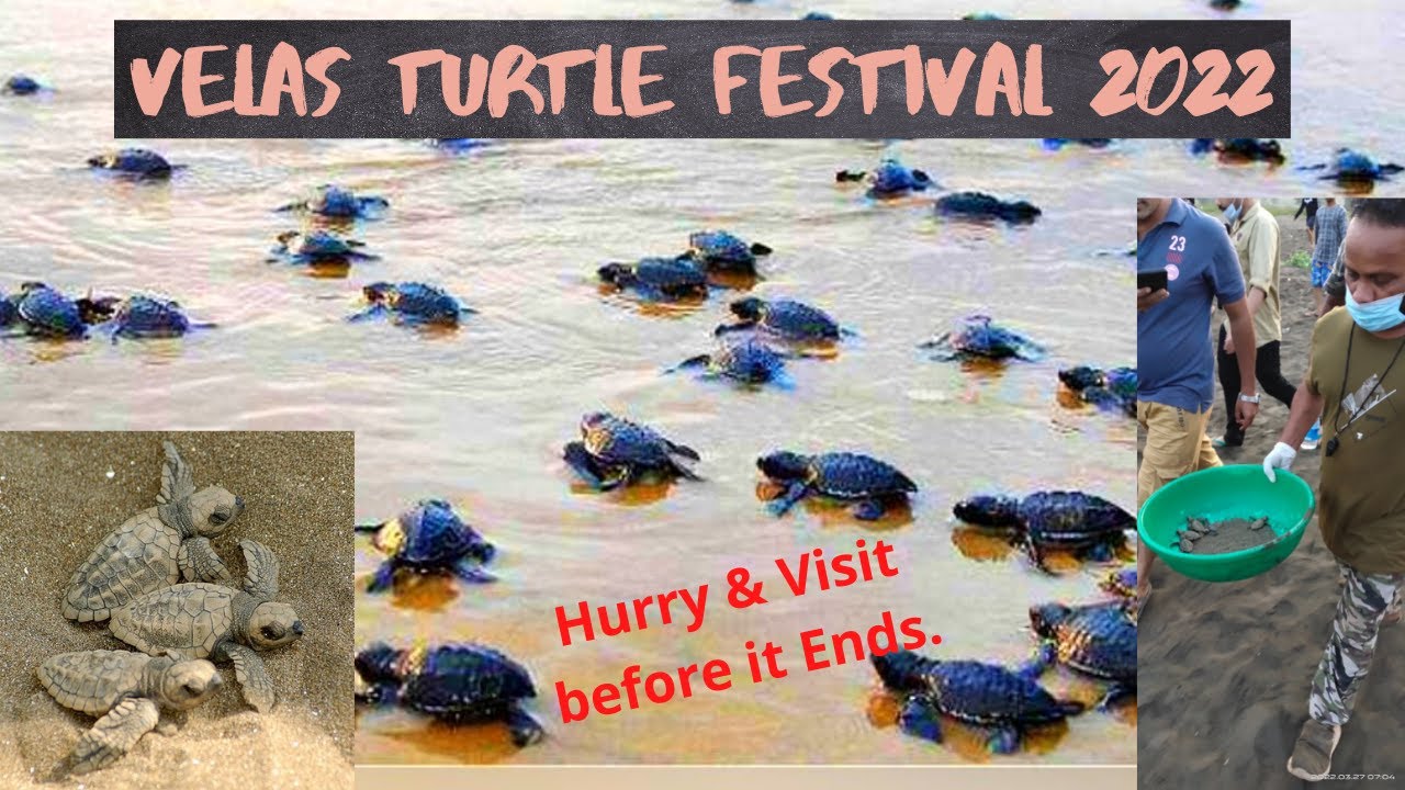 VELAS TURTLE FESTIVAL | Part 02 | वेळास बीच | LIFETIME EXPERIENCE ...