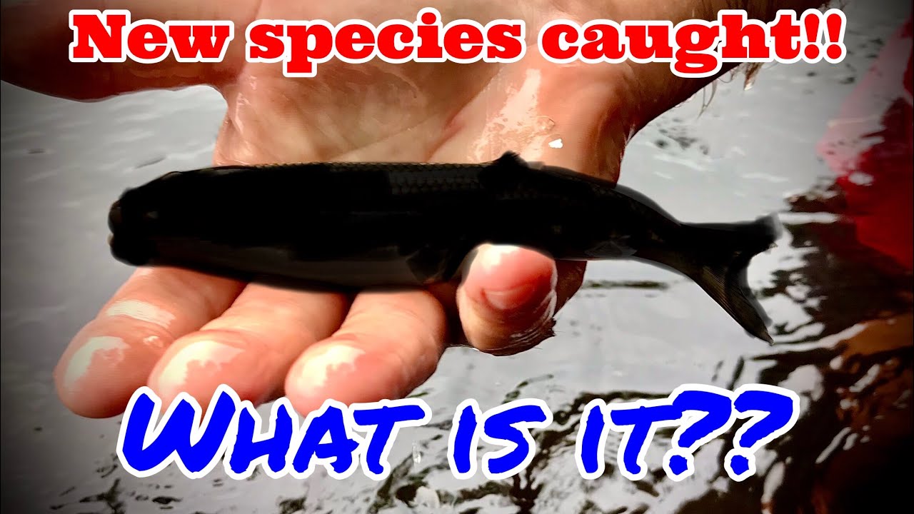Wading the Quinebaug River for smallmouth & whatever else bites - YouTube