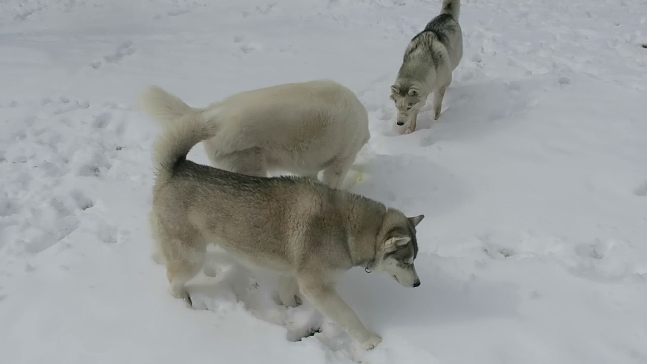 Husky Heaven - YouTube